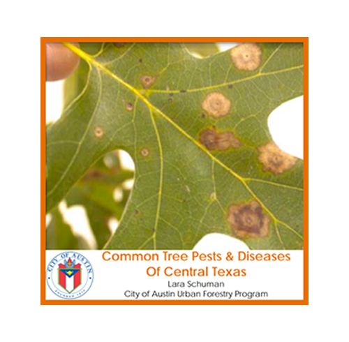 Common Tree Pests & Diseases of Central Texas - Heritage Tree Care ...